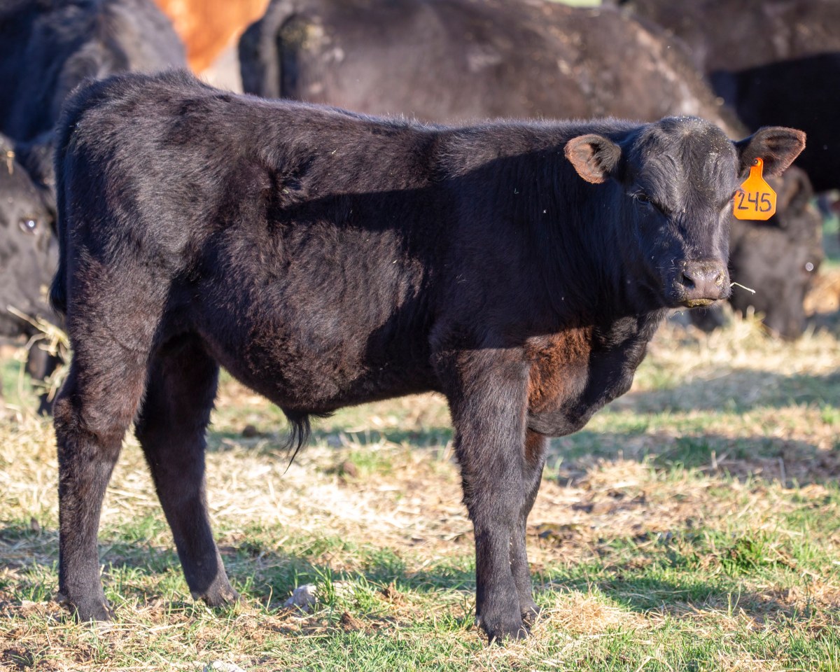 GDAR LOAD UP 7104 bull calf out of a KM Broken Bow daughter | Horseshoe ...