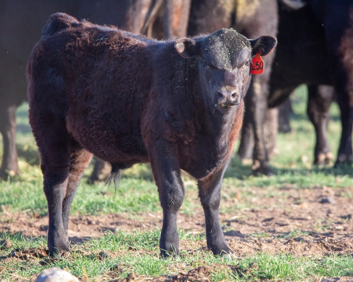 Another Great Poss Rawhide Bull Calf | Horseshoe Angus Ranch