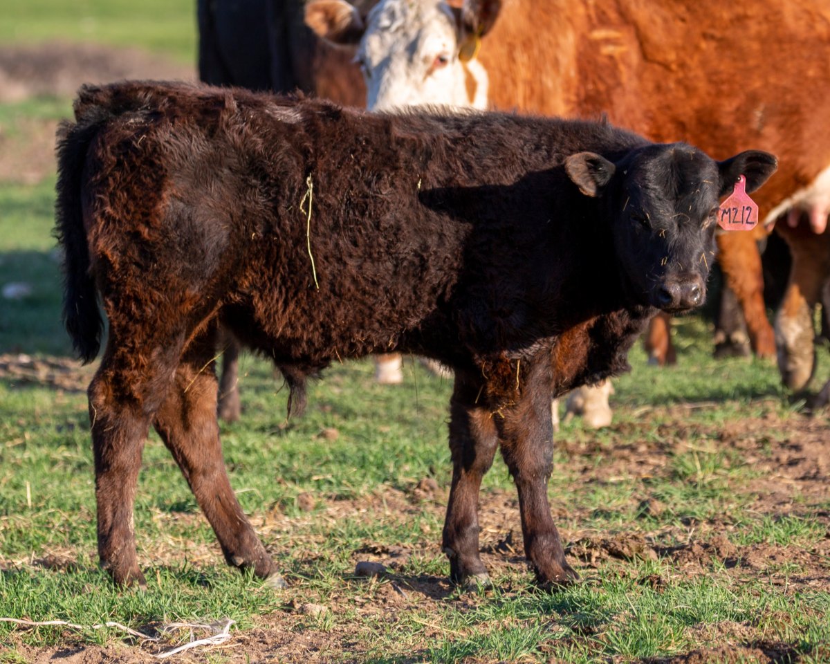 Sitz Resilient 10208 Bull Calf | Horseshoe Angus Ranch
