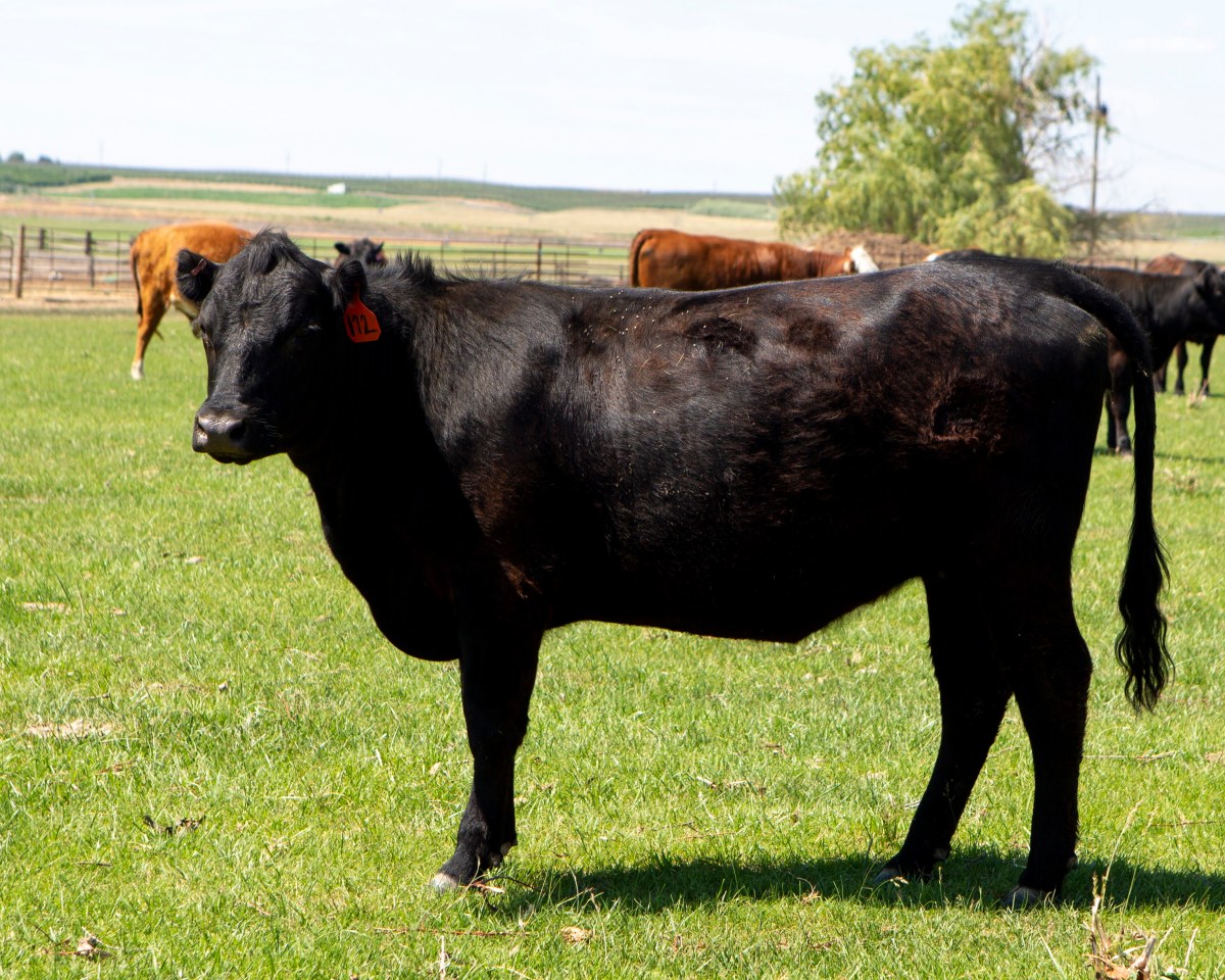 Bred Angus Heifer by BK 1676 Stunner 846 | Horseshoe Angus Ranch