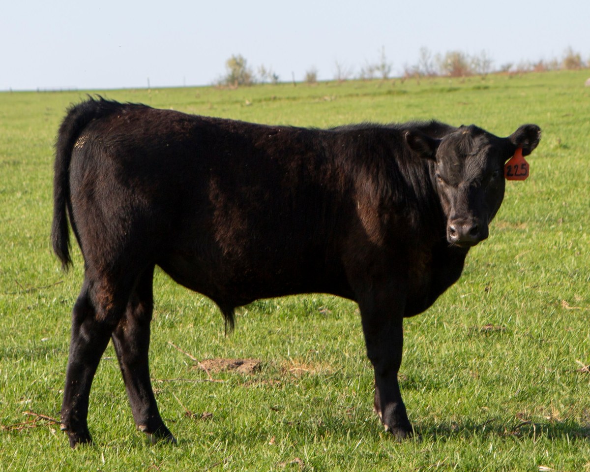Showy bull by Square B True North 8052 | Horseshoe Angus Ranch