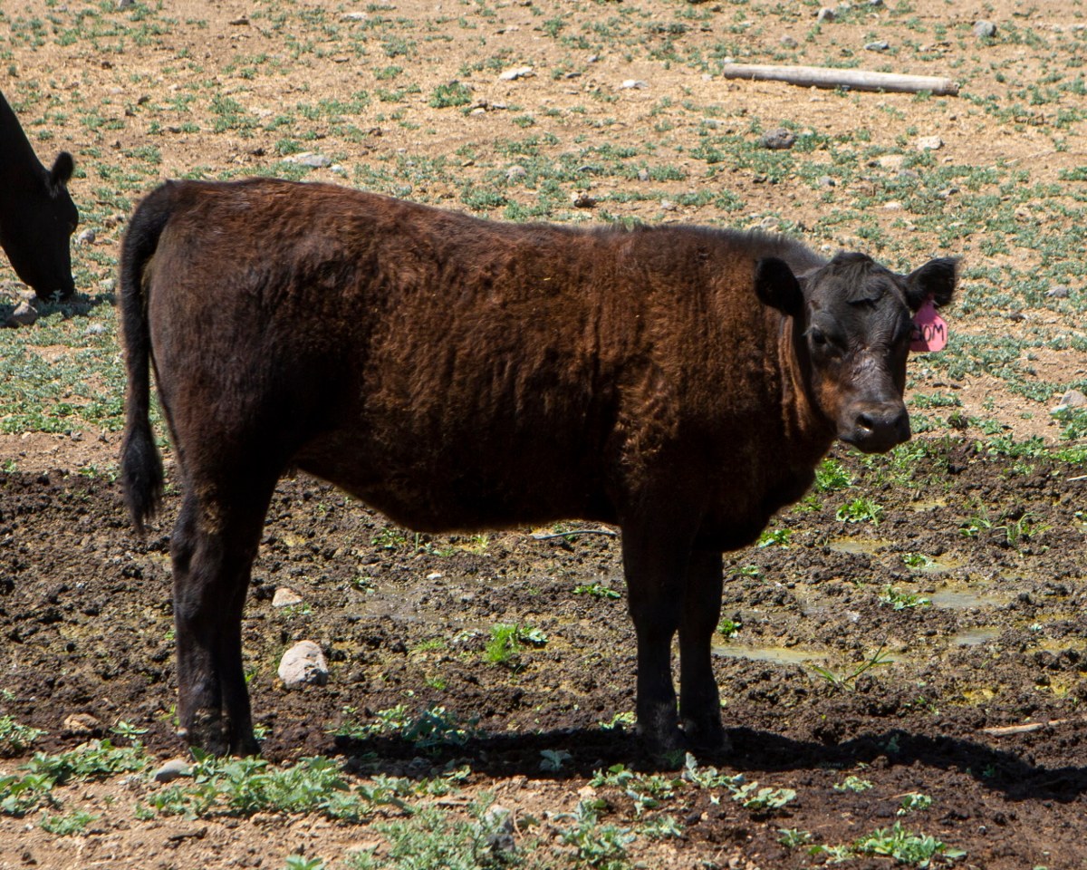 Meacham Belle 2010 | Horseshoe Angus Ranch