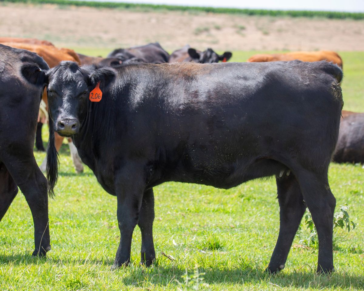 2 Year old cow with black Hereford bull at side. | Horseshoe Angus Ranch