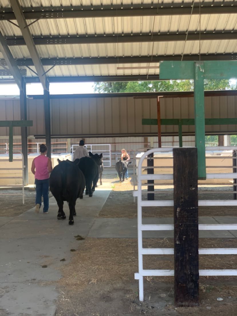 As Toni said, “another show.” | Horseshoe Angus Ranch