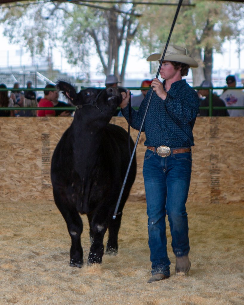 Show Steers for Sale | Horseshoe Angus Ranch