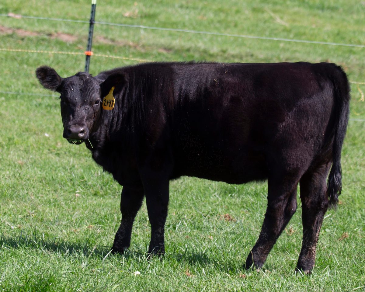 Angus Cross Commercial Heifer | Horseshoe Angus Ranch
