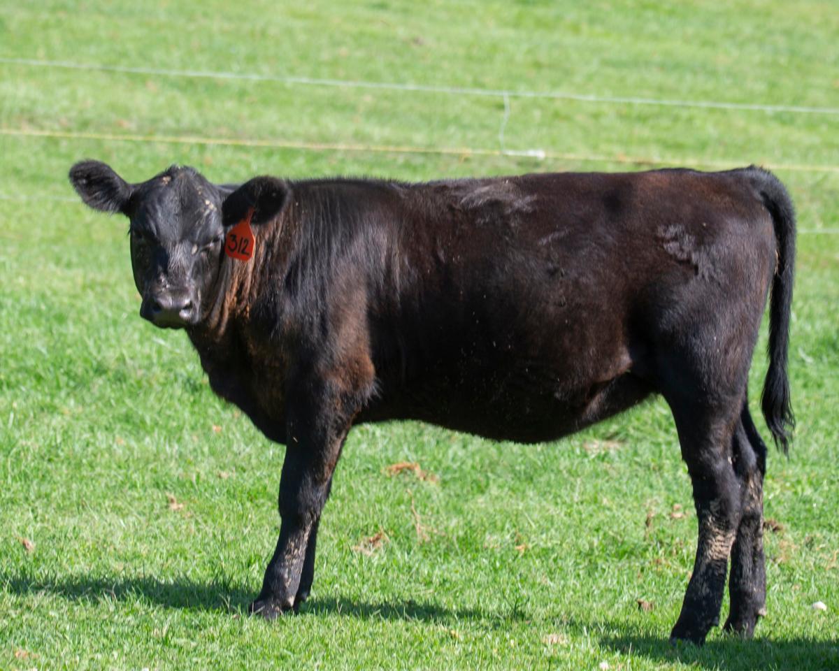 BK Horseshoe Queen 312 | Horseshoe Angus Ranch