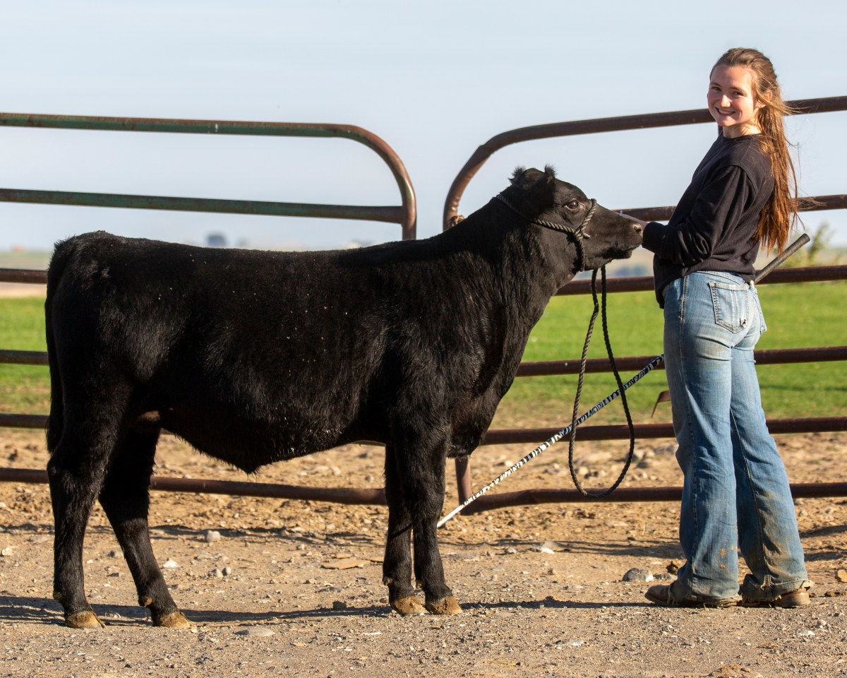 Lot 76 at the Evergreen Exclusive Angus Sale. | Horseshoe Angus Ranch