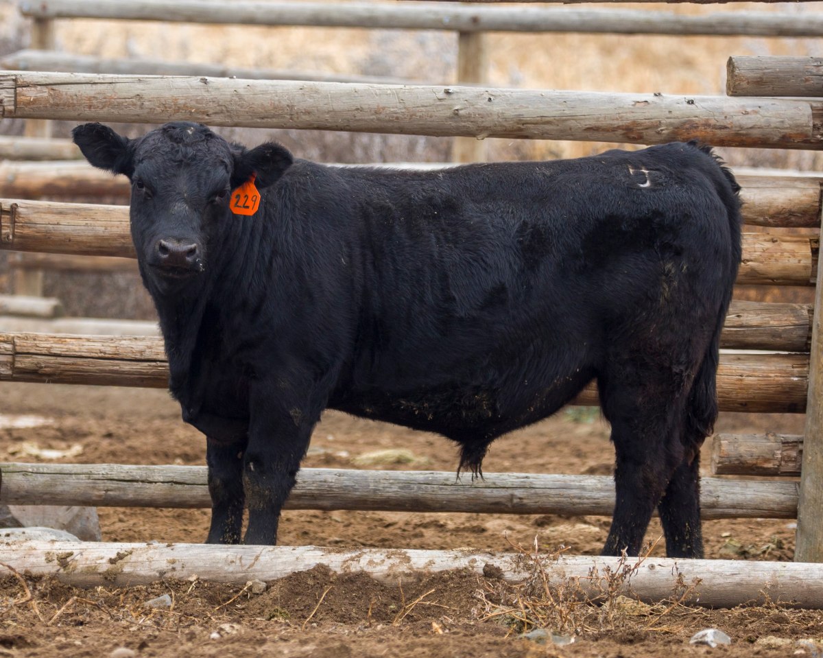 More bulls headed to their new homes. Thank you Polly and Sanderson ...