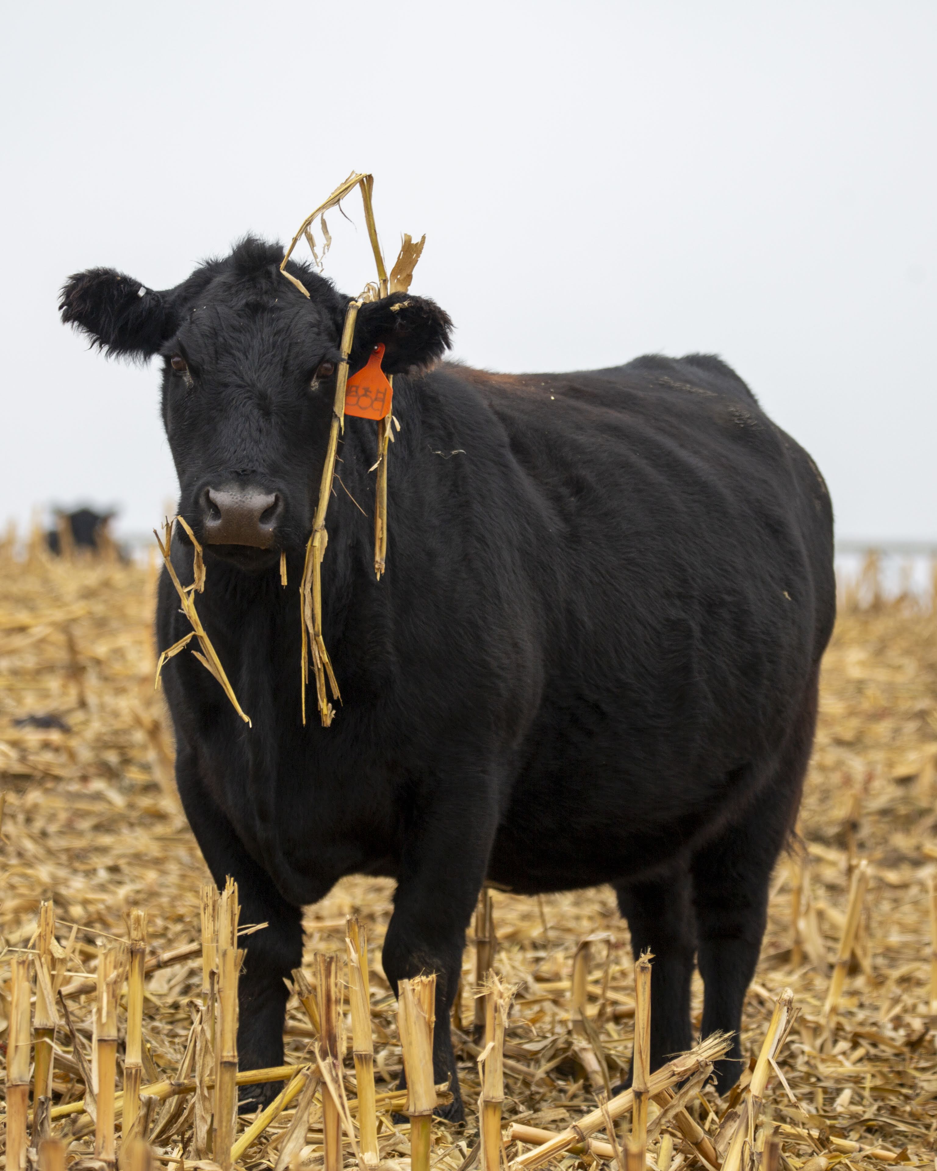 Angus Cows | Horseshoe Angus Ranch