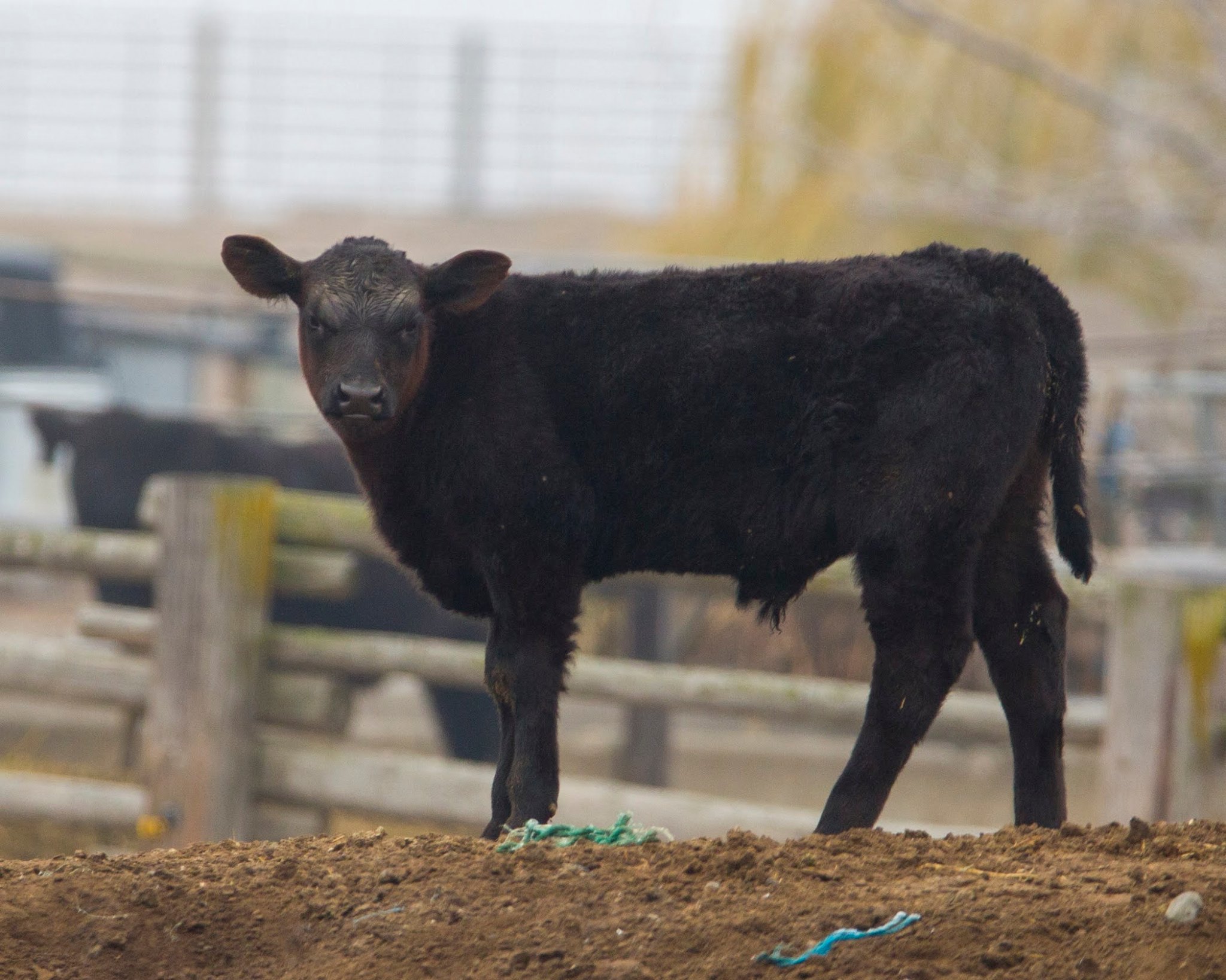2024 Bulls | Horseshoe Angus Ranch