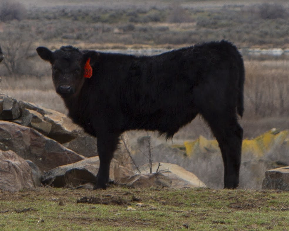 Bulls for Sale | Horseshoe Angus Ranch