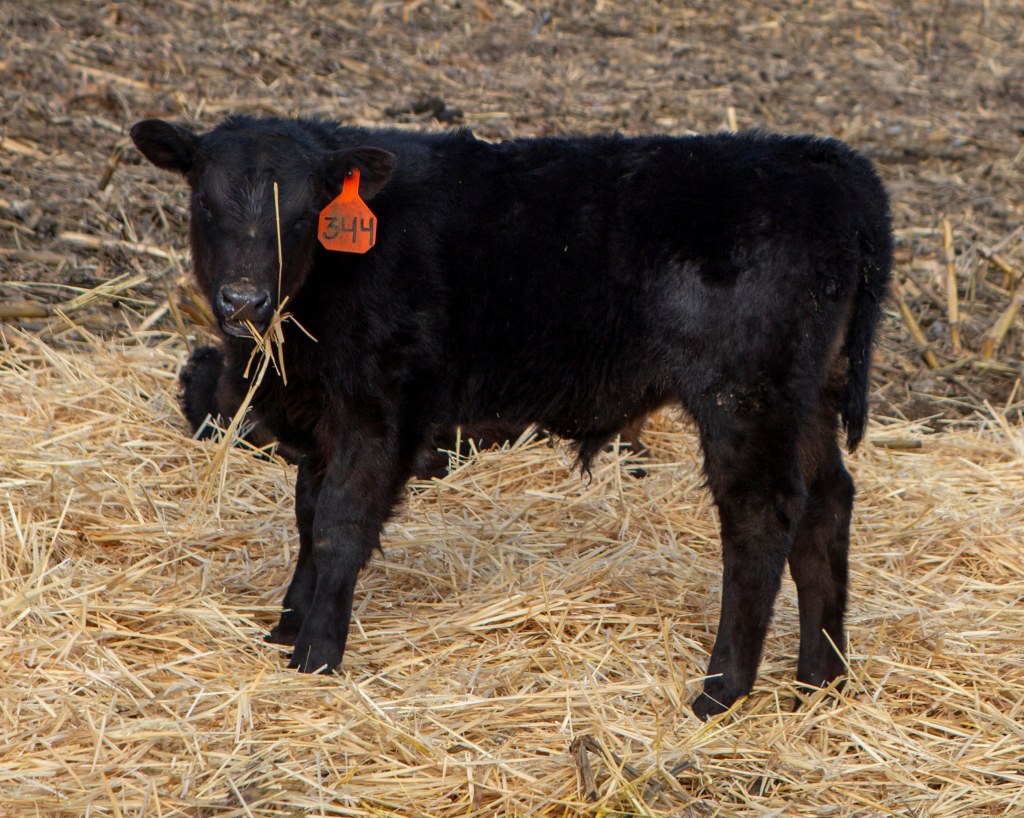 2024 Bulls | Horseshoe Angus Ranch