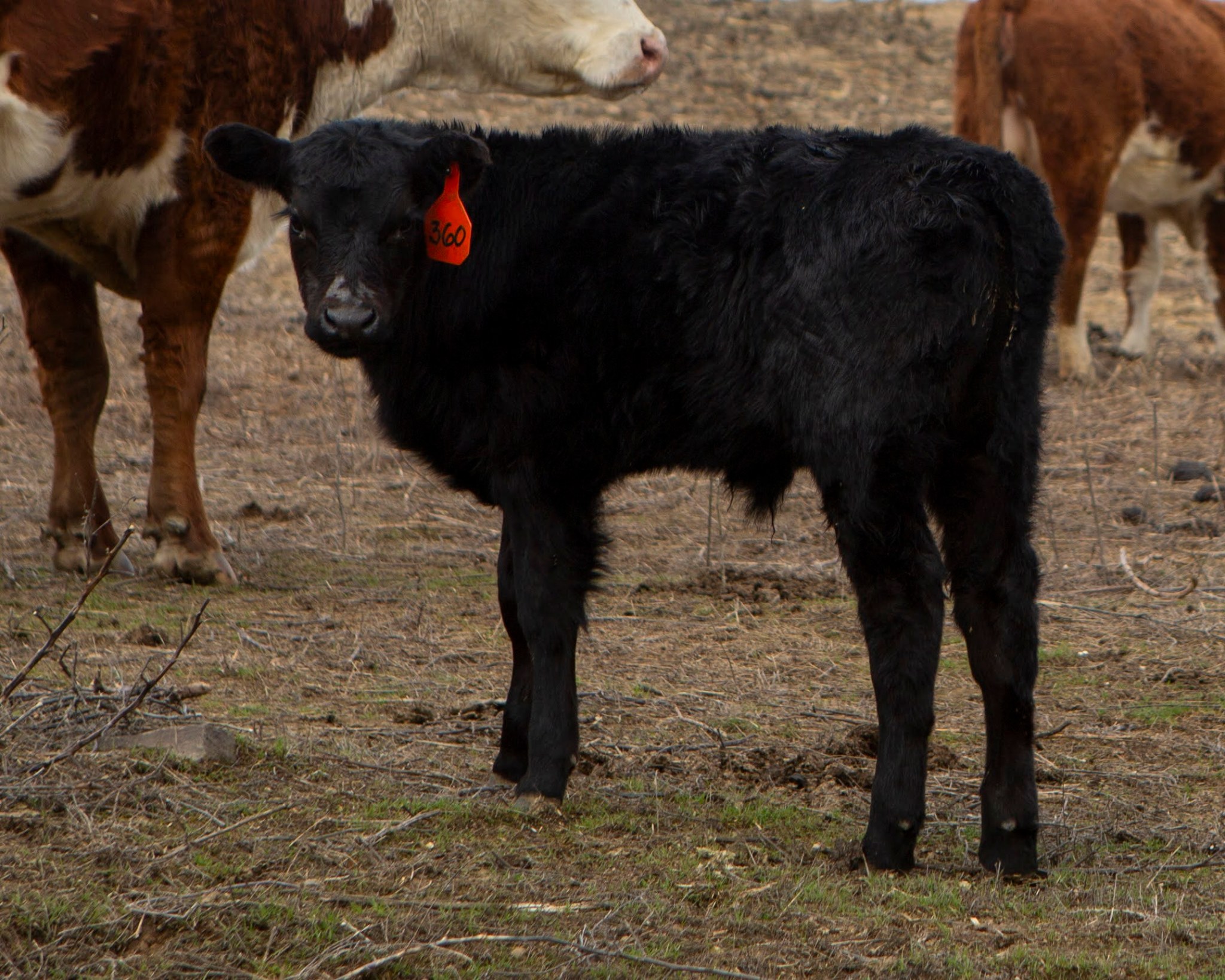 2024 Bulls | Horseshoe Angus Ranch