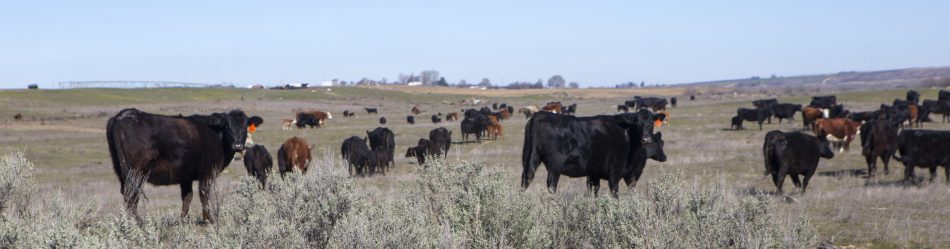 Another busy week in the books. | Horseshoe Angus Ranch