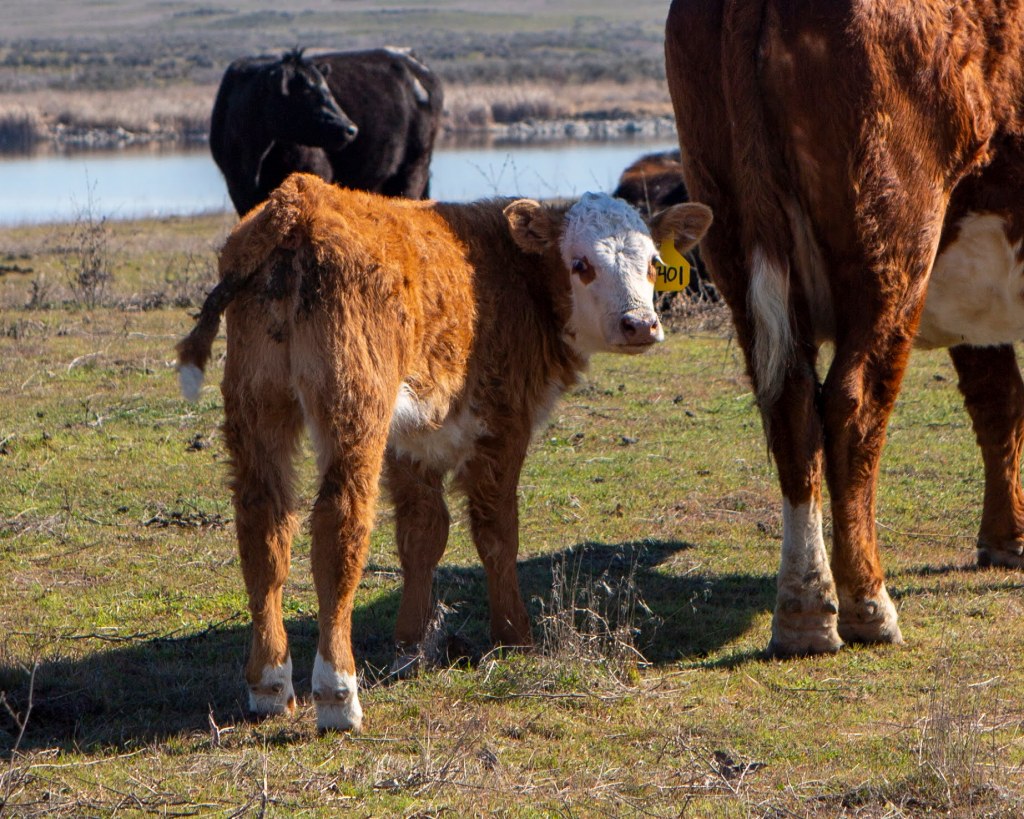 Show Steers for Sale | Horseshoe Angus Ranch
