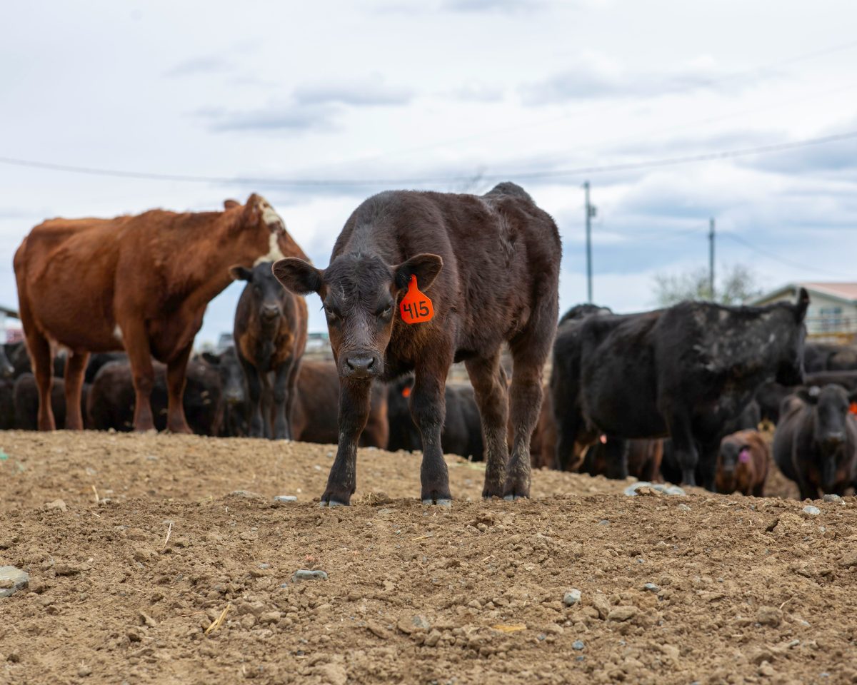 Last Week in Pictures | Horseshoe Angus Ranch