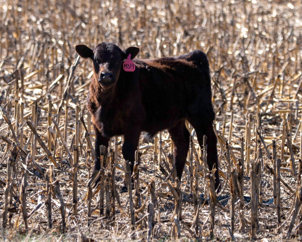 2024 Bulls | Horseshoe Angus Ranch