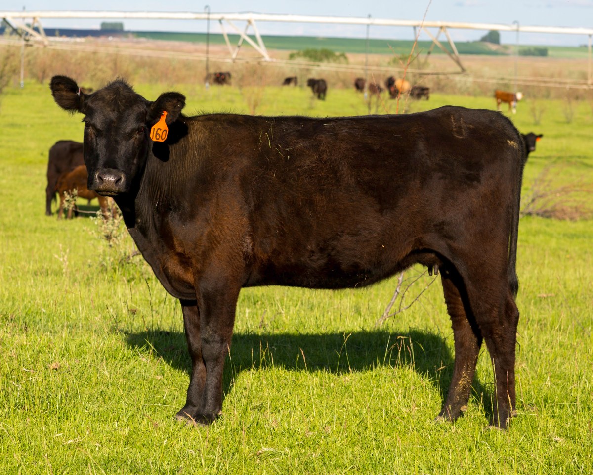 2 Year old cow with Angus heifer calf at side for sale | Horseshoe ...