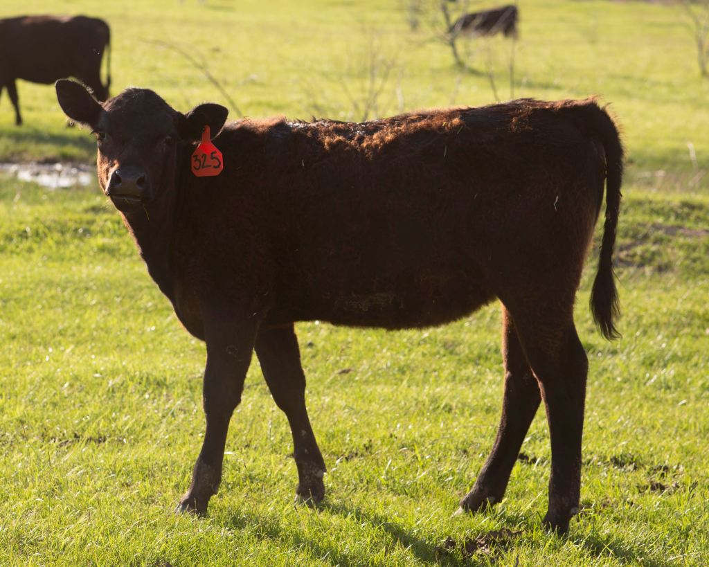 Heifers for sale | Horseshoe Angus Ranch