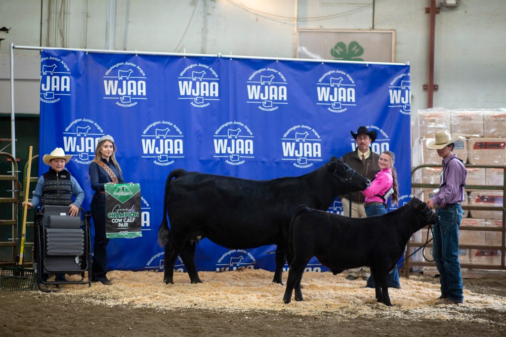 Horseshoe Angus Ranch | Angus Cattle for Sale in Washington