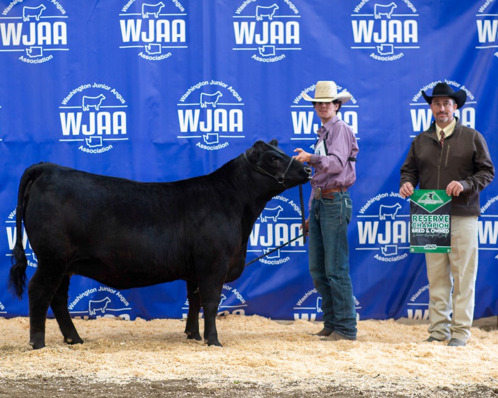 Horseshoe Angus Ranch | Angus Cattle for Sale in Washington