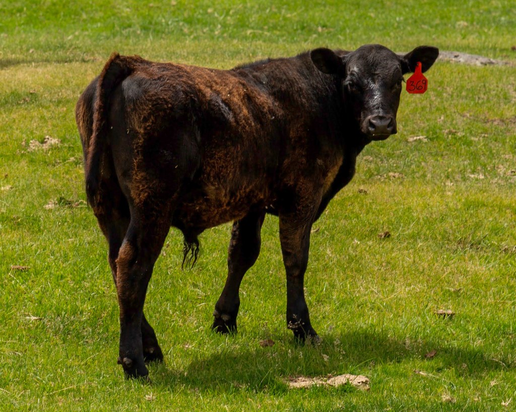 2024 Bulls | Horseshoe Angus Ranch