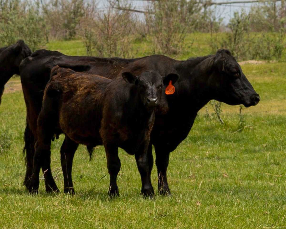 BK 155 Emerald 369 | Horseshoe Angus Ranch