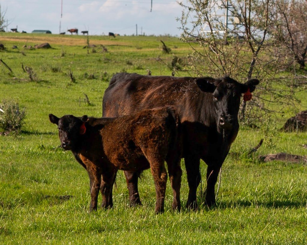 Show Steers for Sale | Horseshoe Angus Ranch