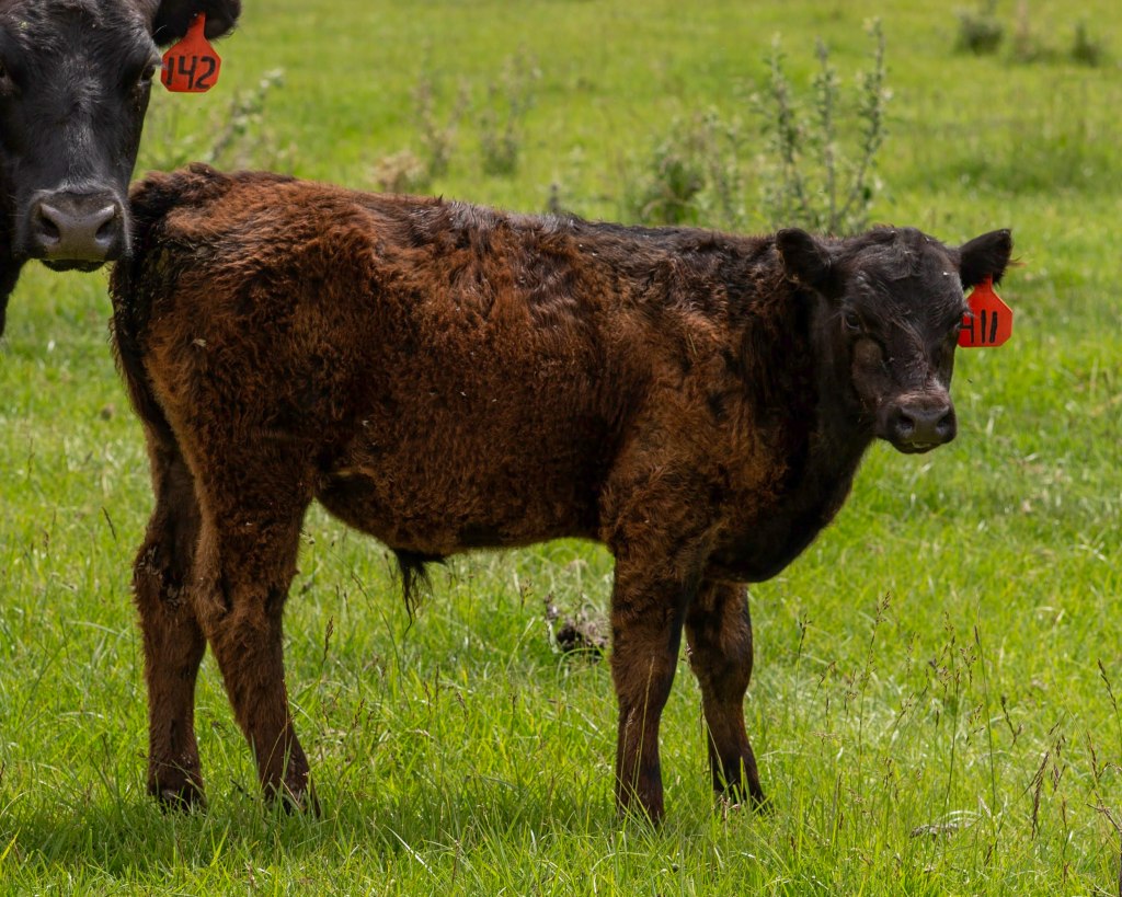 Show Steers for Sale | Horseshoe Angus Ranch