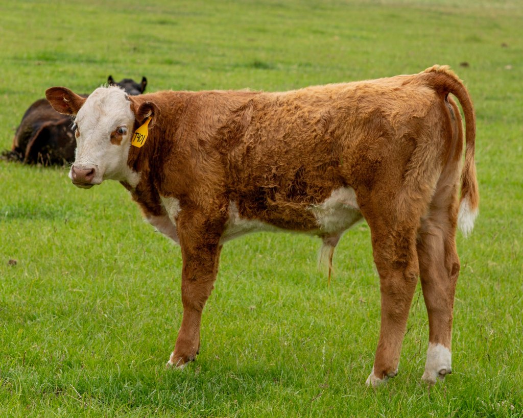 Show Steers for Sale | Horseshoe Angus Ranch