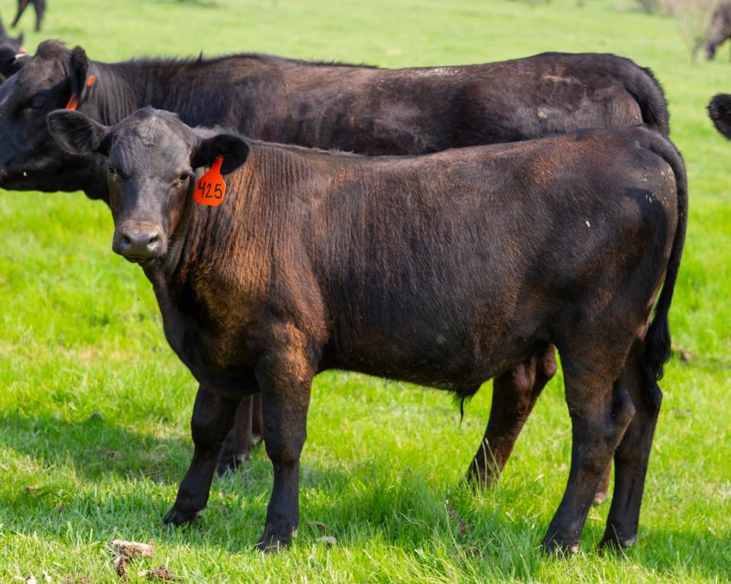 Show Steers for Sale | Horseshoe Angus Ranch