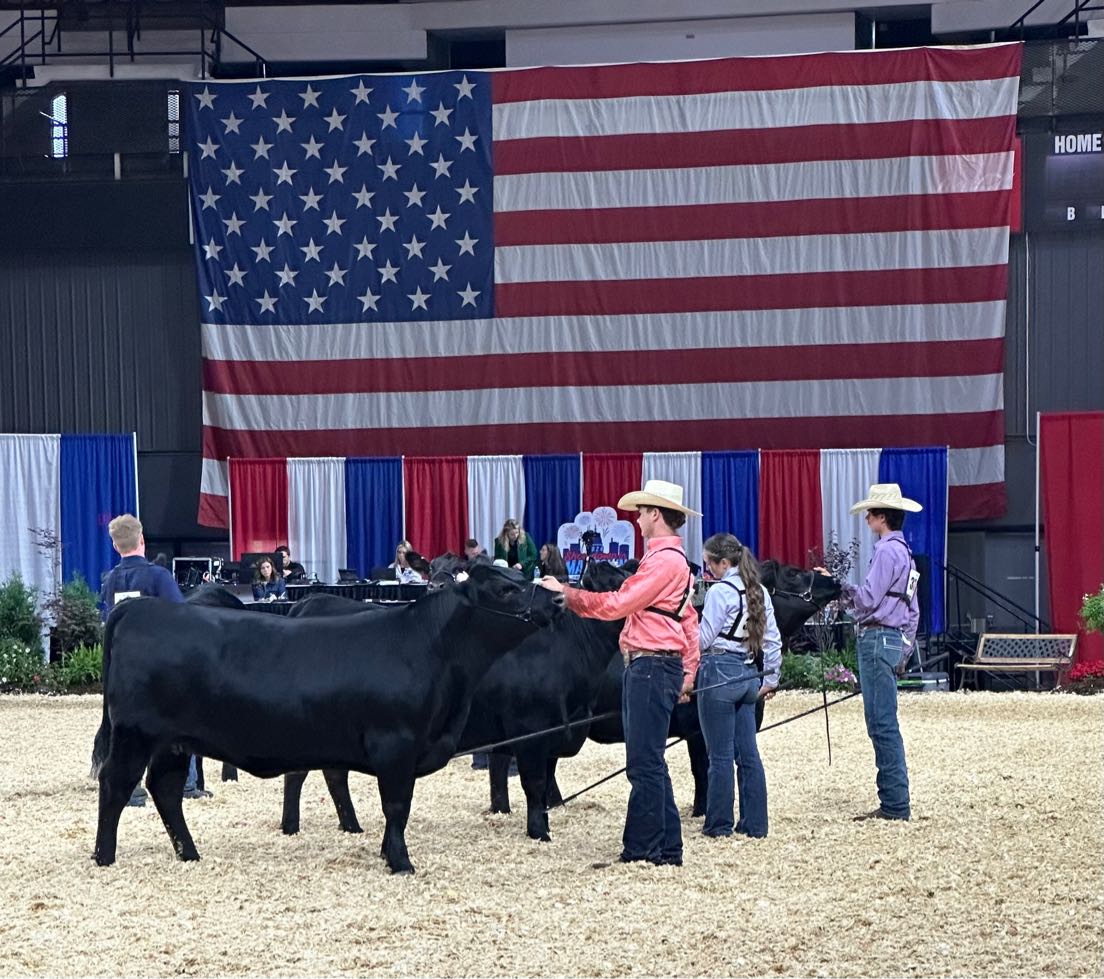 More fun at Angus Jr Nationals | Horseshoe Angus Ranch