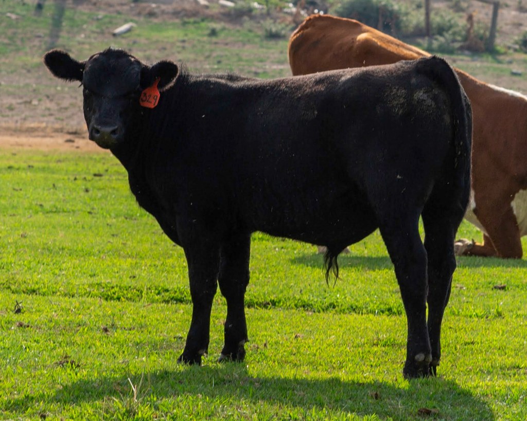 Bulls for Sale | Horseshoe Angus Ranch