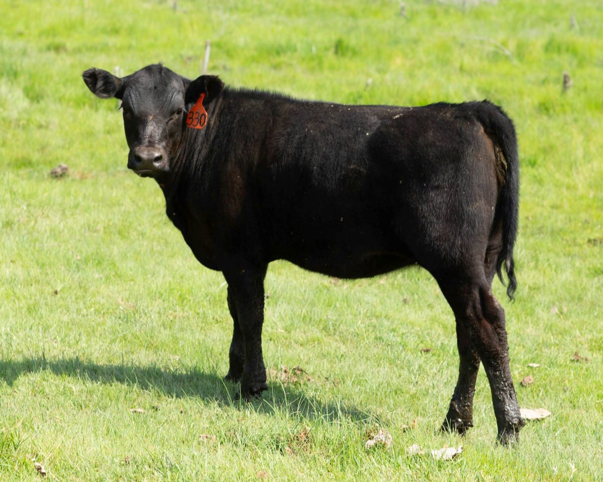 Feeder Heifer Calves For Sale | Horseshoe Angus Ranch