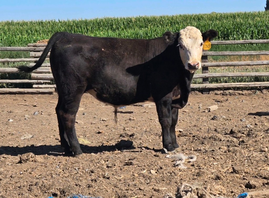 Show Steers for Sale | Horseshoe Angus Ranch
