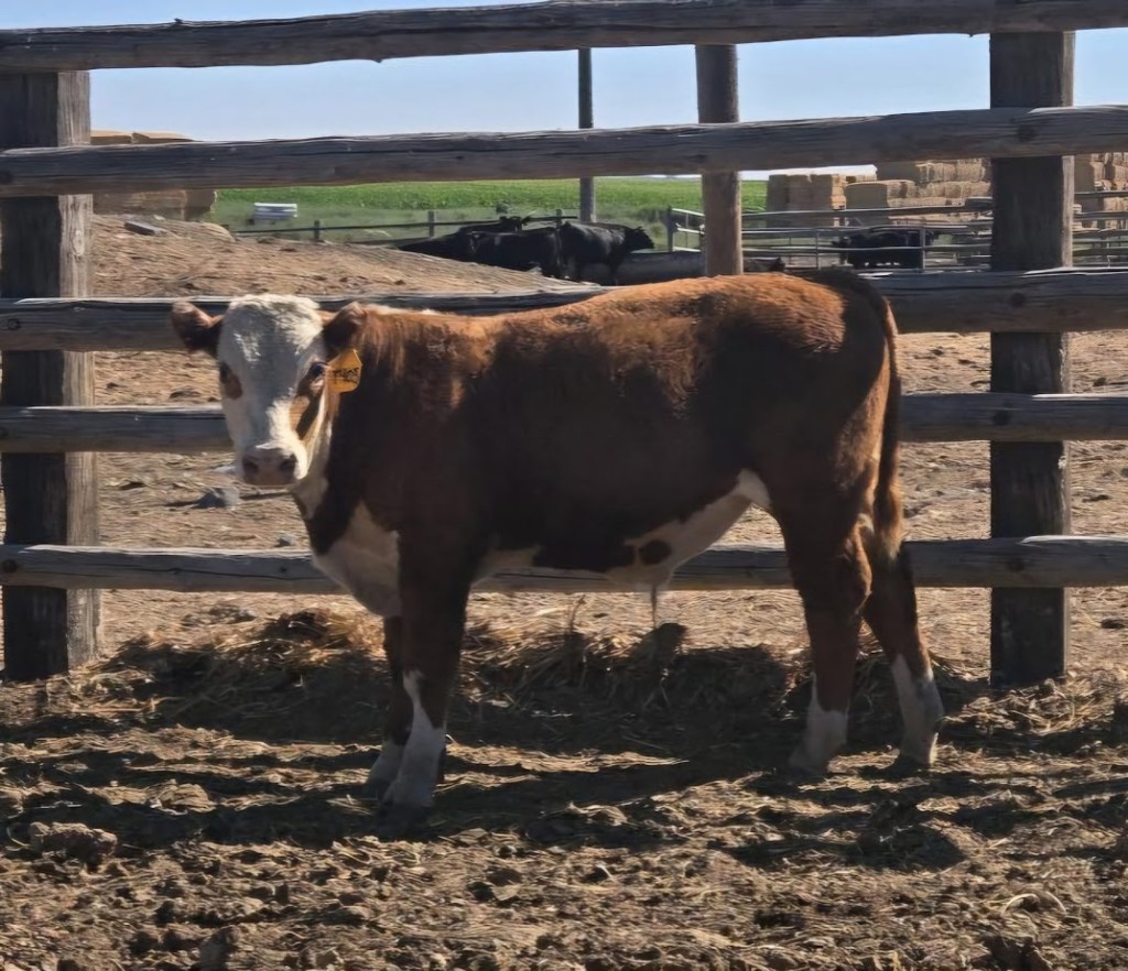Show Steers for Sale | Horseshoe Angus Ranch