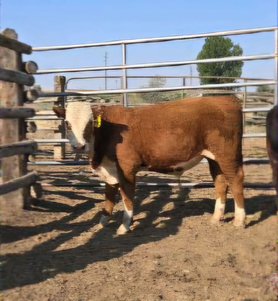 Show Steers for Sale | Horseshoe Angus Ranch