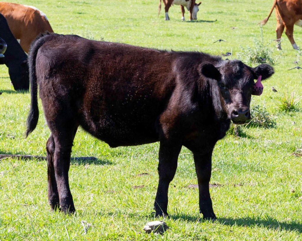 Heifers for sale | Horseshoe Angus Ranch