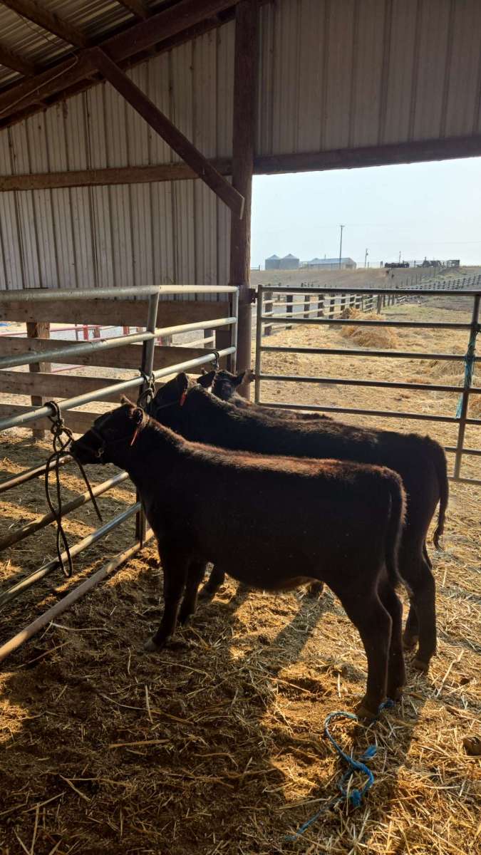 Last Week in Pictures | Horseshoe Angus Ranch