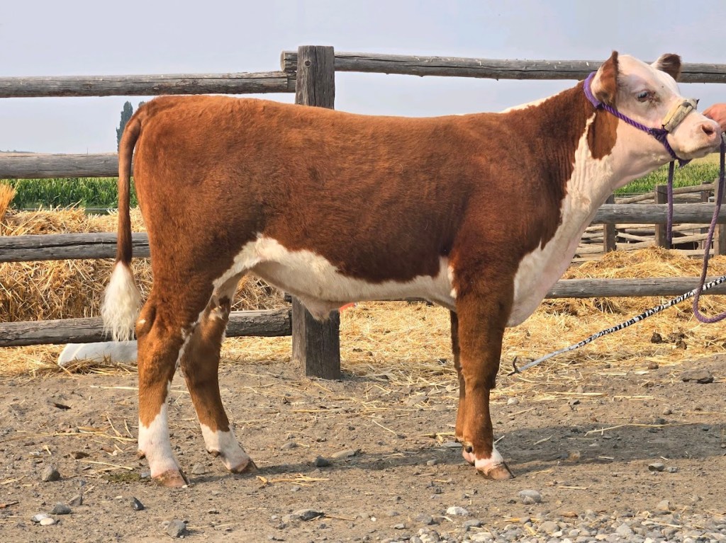 Show Steers for Sale | Horseshoe Angus Ranch