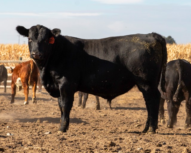 Bulls for Sale | Horseshoe Angus Ranch