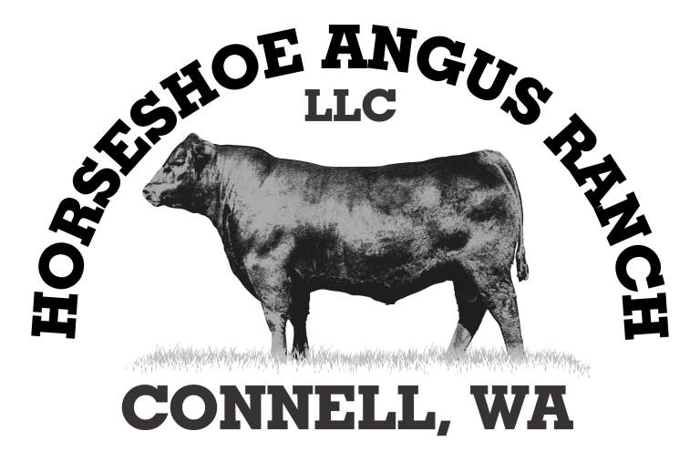 Bred Heifer for Sale | Horseshoe Angus Ranch