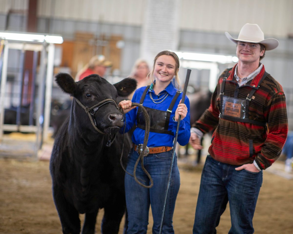 Done with Western Showcase 2024 pics | Horseshoe Angus Ranch