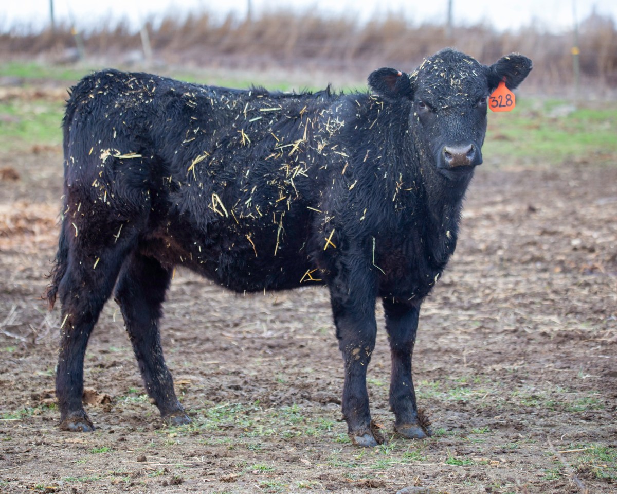 BK Miss Erica 328 | Horseshoe Angus Ranch