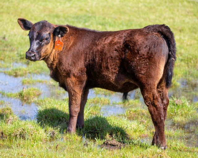 Show Steers for Sale | Horseshoe Angus Ranch