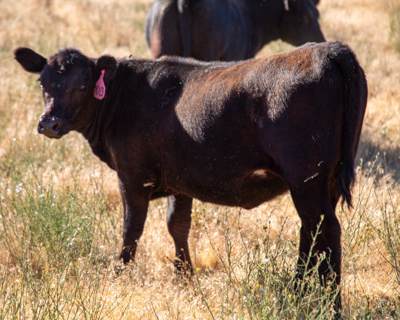 Heifers for sale | Horseshoe Angus Ranch