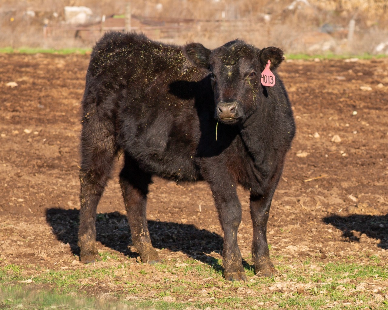 Heifers for sale | Horseshoe Angus Ranch
