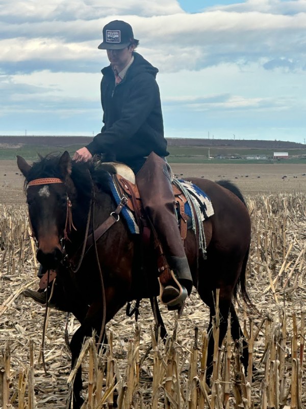 Last Week in Pictures | Horseshoe Angus Ranch