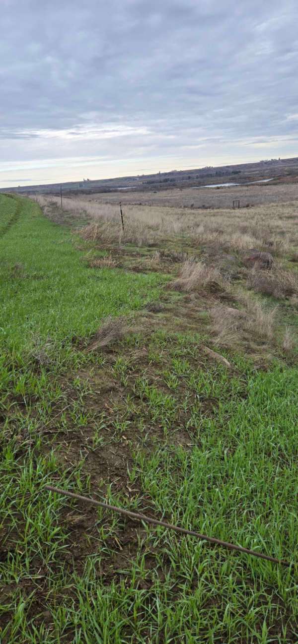 Moving the cows to new corn stalks. | Horseshoe Angus Ranch
